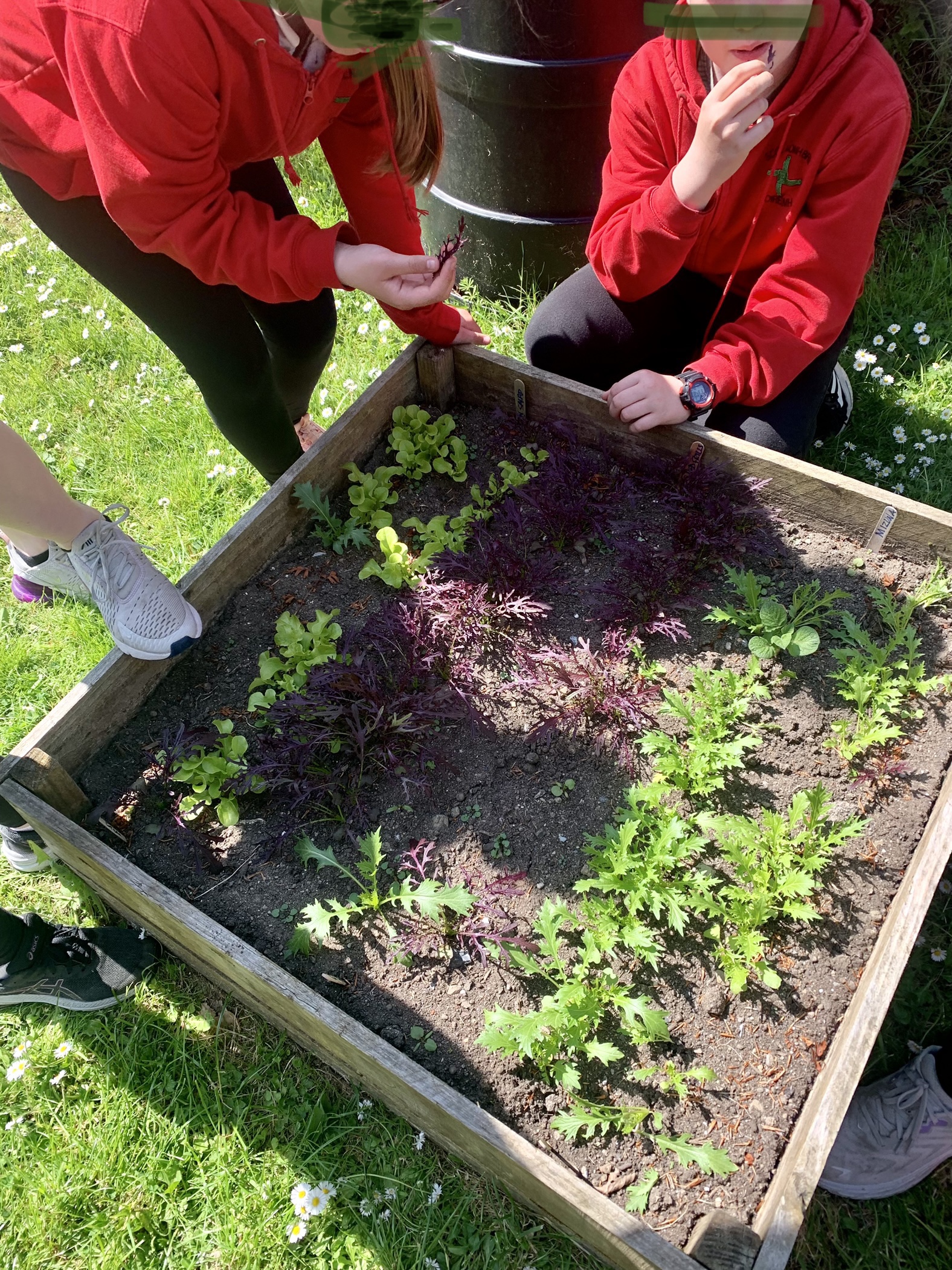 Harvesting! – Errew National School